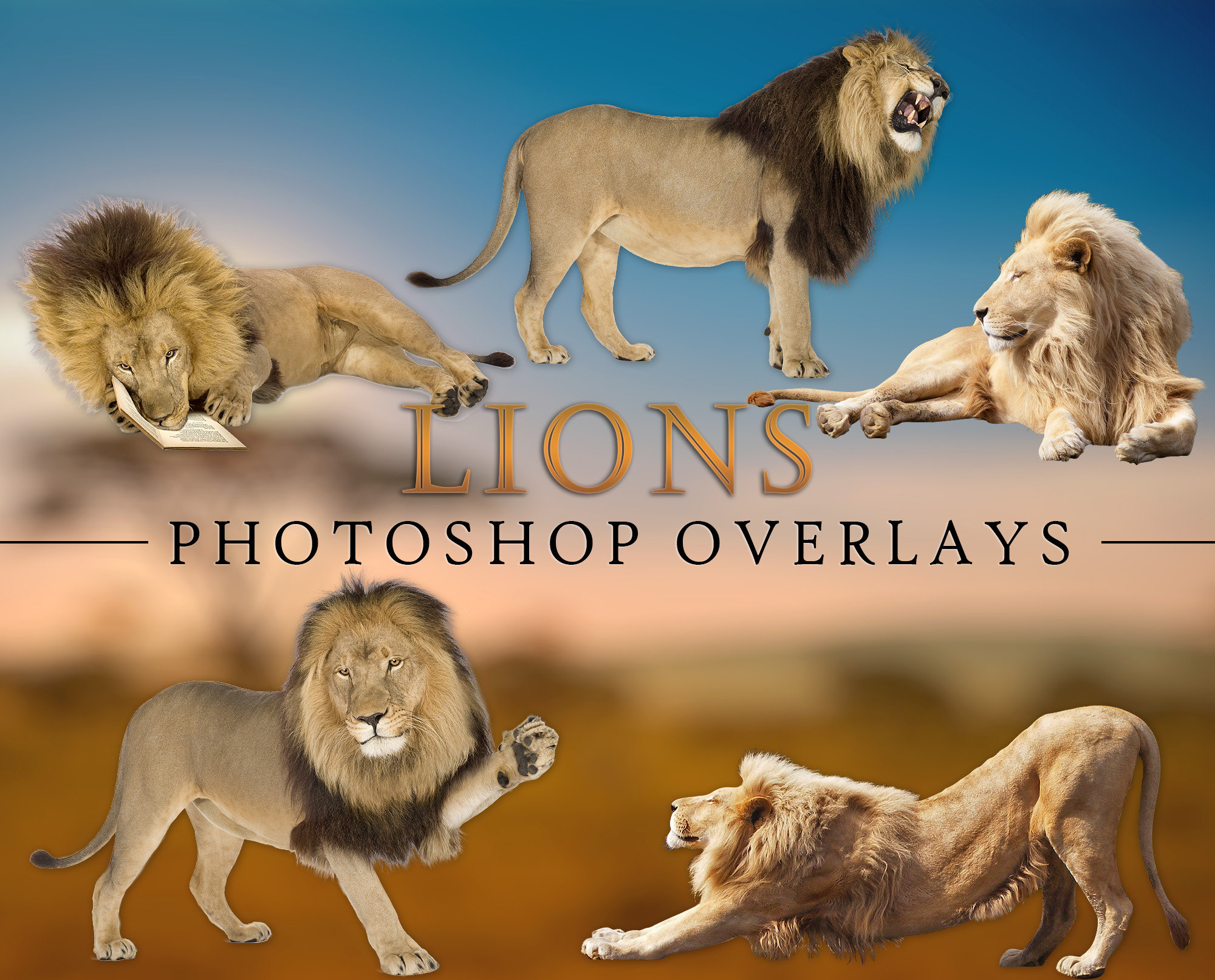 Lions Animal Outdoor Overlays for Photographers Clip Art | Etsy