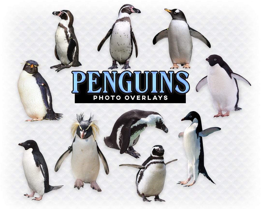 Penguins Overlay Photoshop Penguin Overlays for Photographers ...