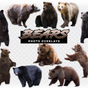 Big Bears Overlay Photoshop Overlays for Photoshop. Composite - Etsy