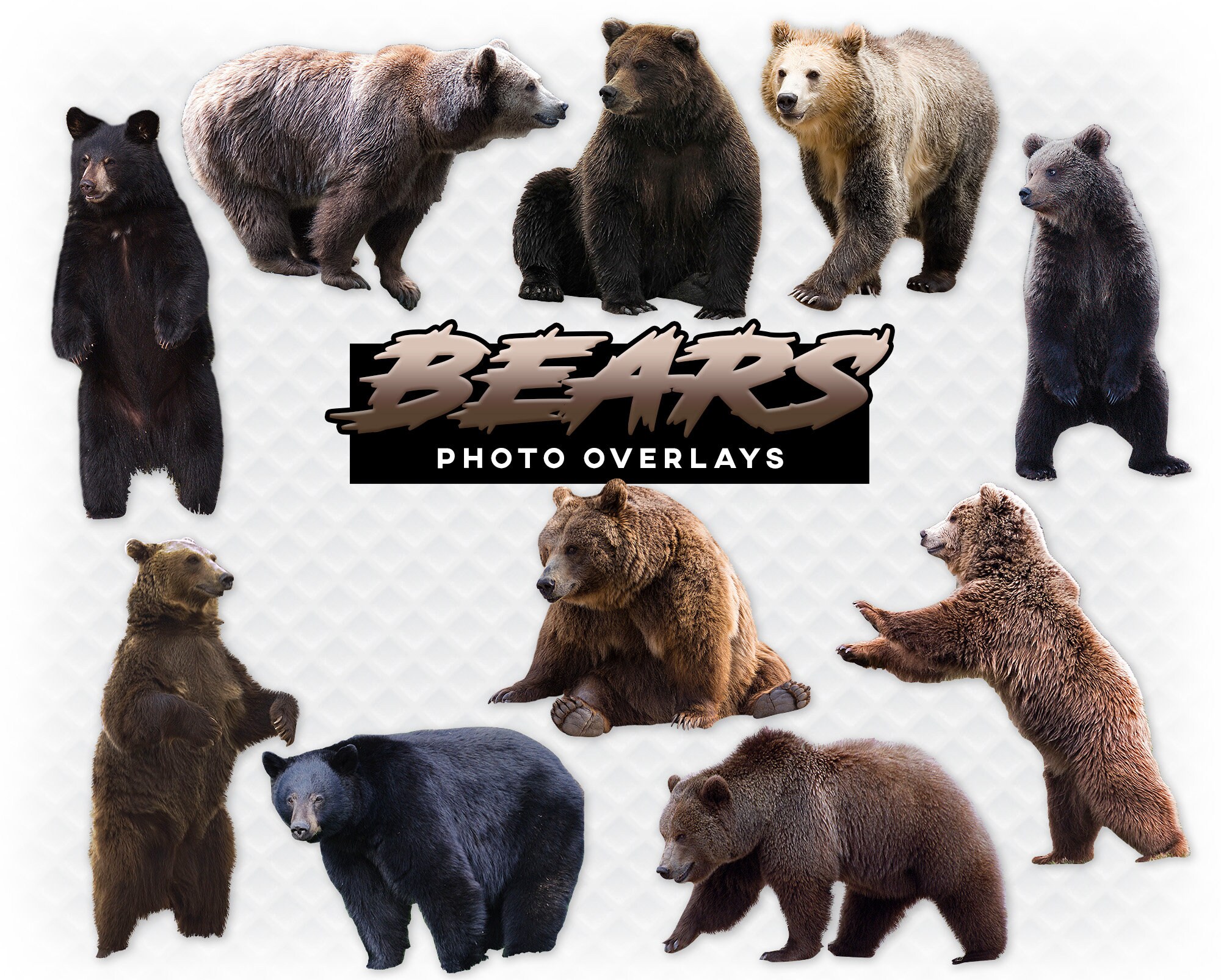 Big Bears Overlay Photoshop Overlays for Photographers | Etsy