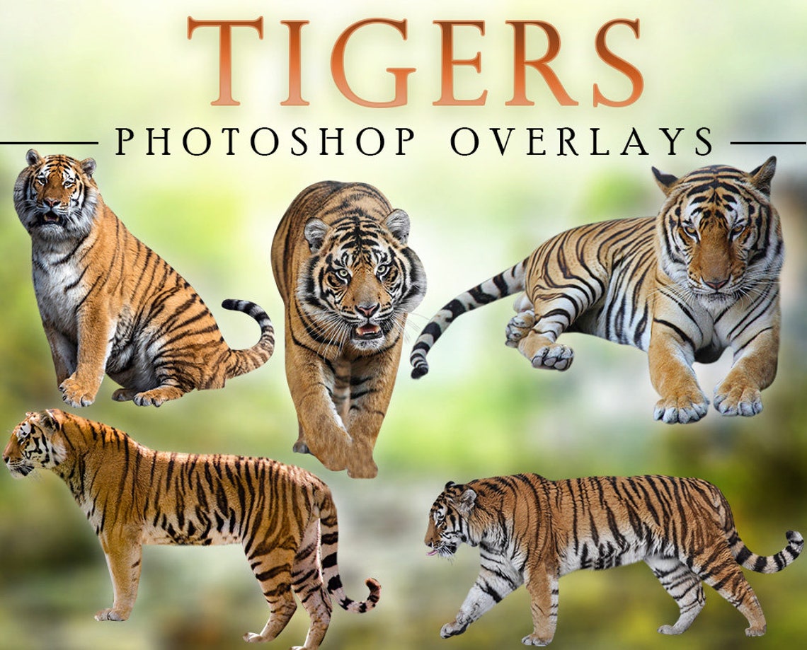 Tigers Overlay Photoshop Overlays for Photoshop. Digital - Etsy