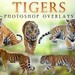Tigers Overlay Photoshop Overlays for Photoshop. Digital Scrapbooking ...