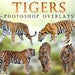 Tigers Overlay Photoshop Overlays for Photoshop. Digital Scrapbooking ...
