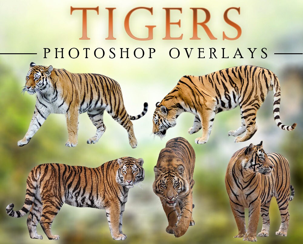 Tigers Overlay Photoshop Overlays for Photoshop. Digital Scrapbooking ...