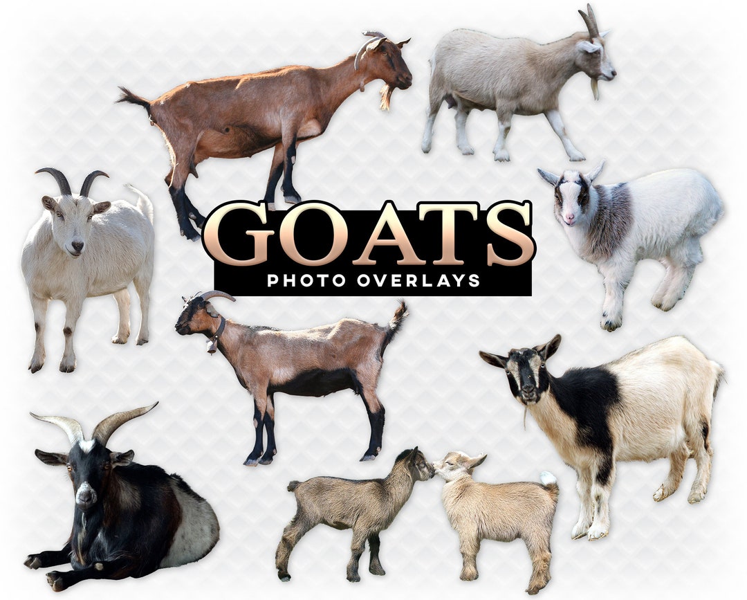Goats Farm Overlay Photoshop Overlays for Photographers, Invitations ...