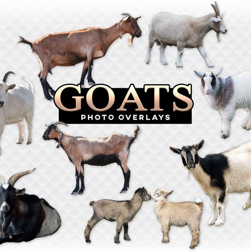 Miniature Ponies Overlay Photoshop Overlays for Photographers - Etsy