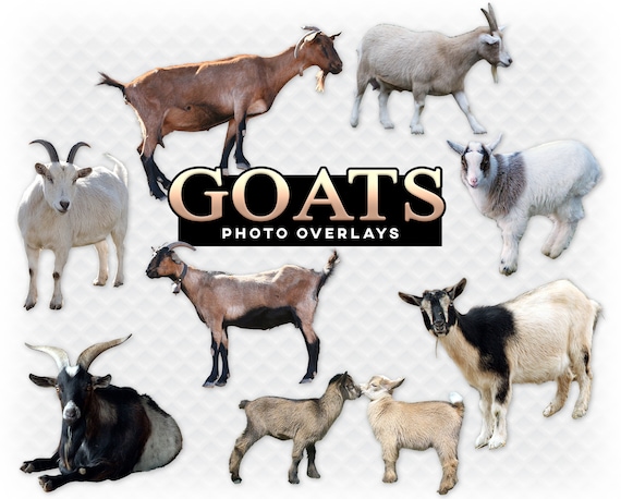 Goats Farm Overlay Photoshop Overlays for Photographers | Etsy