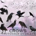 Crows Overlay Photoshop Overlays for Photoshop. Digital Scrapbooking ...