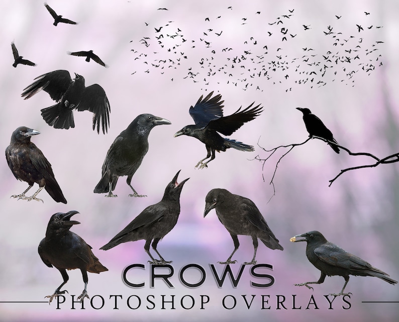 Crows Overlay Photoshop Overlays for Photoshop. Digital - Etsy