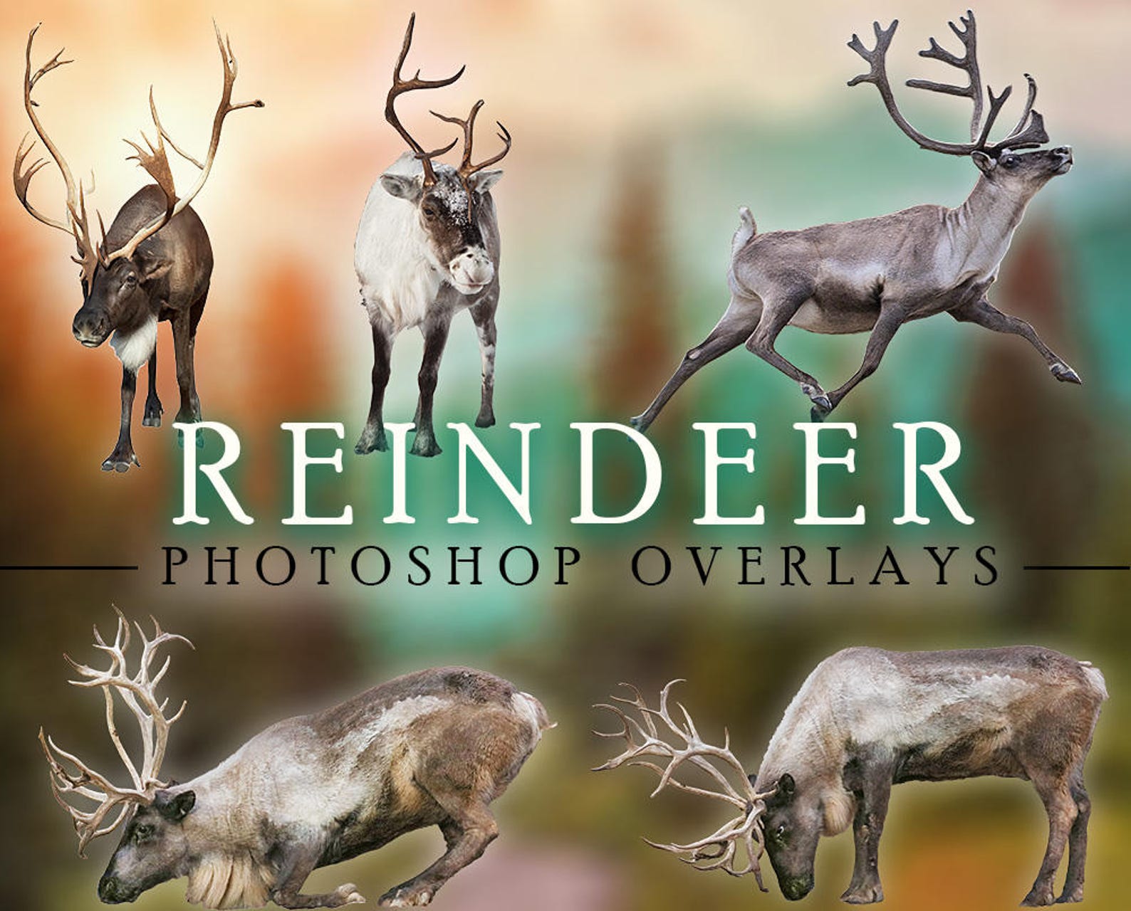 Santa's Reindeer Overlays Collection 1 - for Photographers, Scrapbook ...