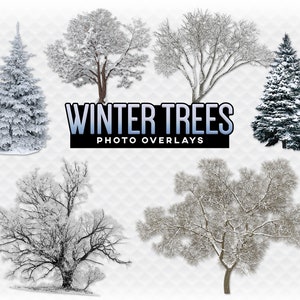 Winter Trees Overlay Photoshop Overlays for Photoshop. Digital ...