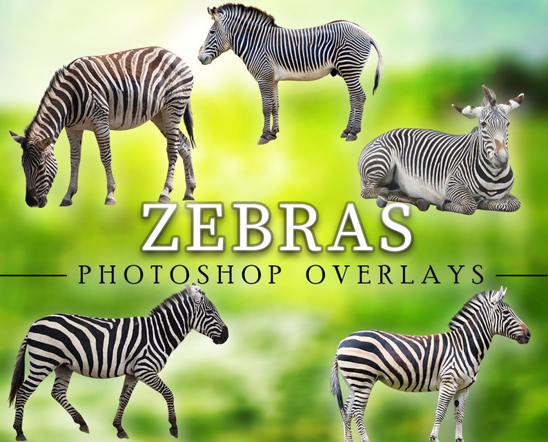 Zebras Overlay Photoshop Zebra Overlays für Photoshop. - Etsy Schweiz