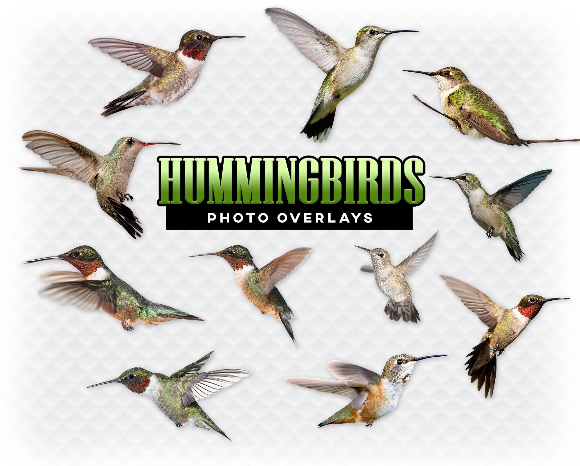 Hummingbirds Overlays for Photographers Scrapbook and - Etsy