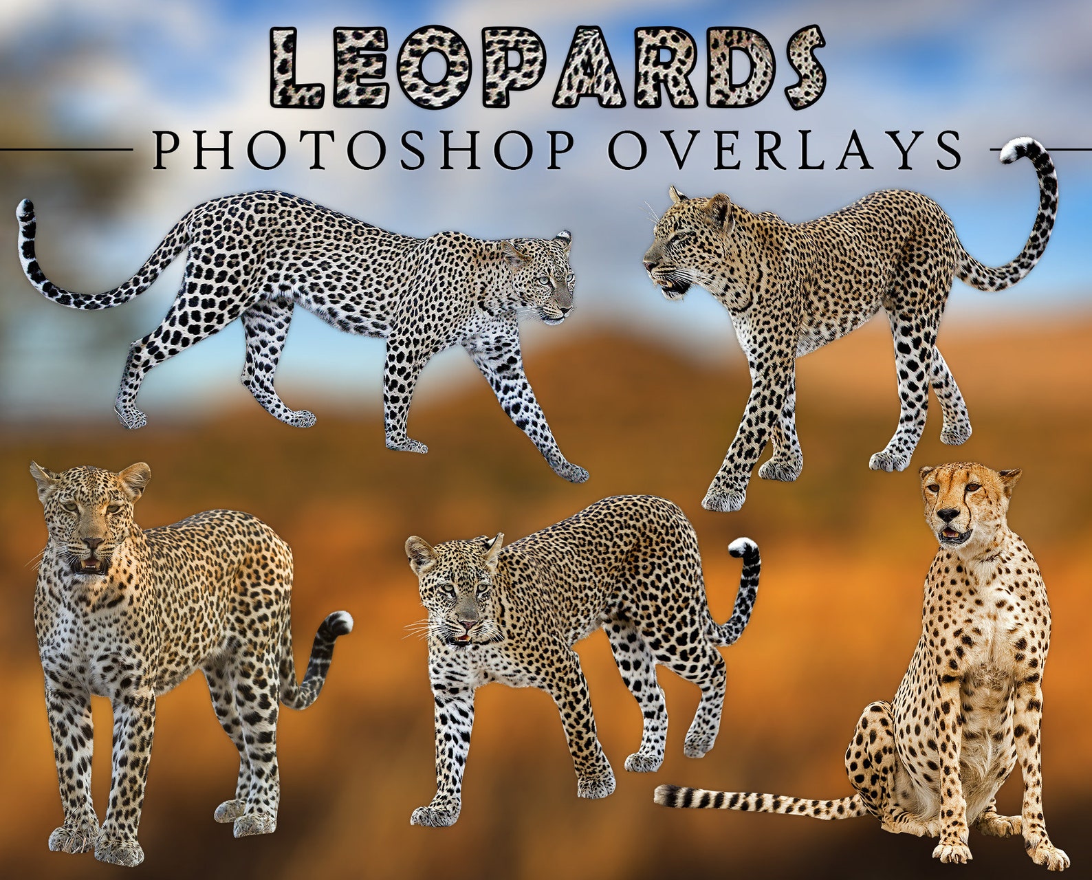 Leopards Zoo Animal Outdoor Overlays for Photographers Clip - Etsy