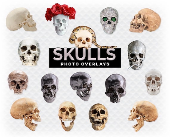 Skulls Skull Photo Overlay Bone Head Memento Mori Photo | Etsy