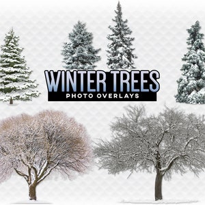 Winter Trees Overlay Photoshop Overlays for Photoshop. Digital ...