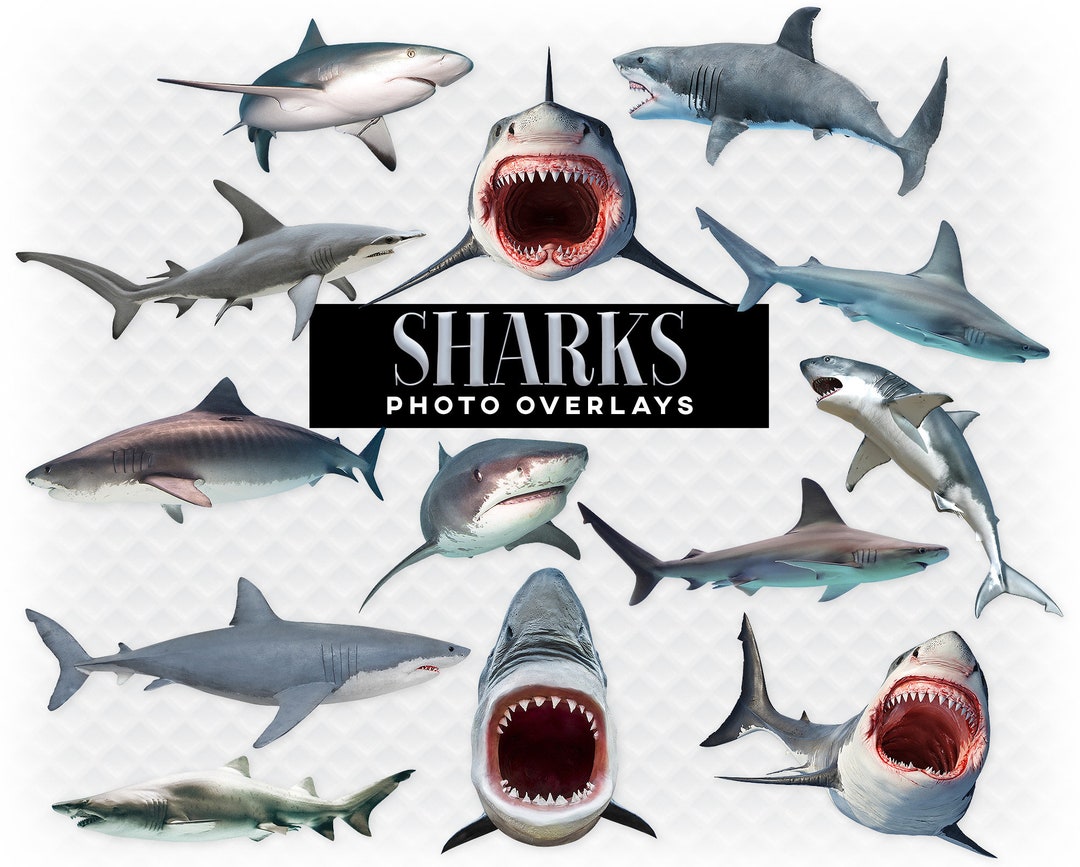 Sharks Overlay Photoshop Overlays for Photoshop. Digital Scrapbooking ...