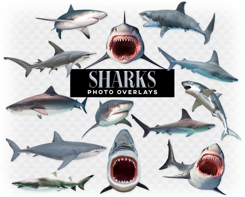 Sharks Overlay Photoshop Overlays for Photoshop. Digital - Etsy