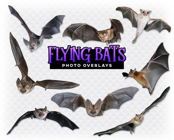 Flying Bats Overlay Photoshop Overlays for Photographers | Etsy