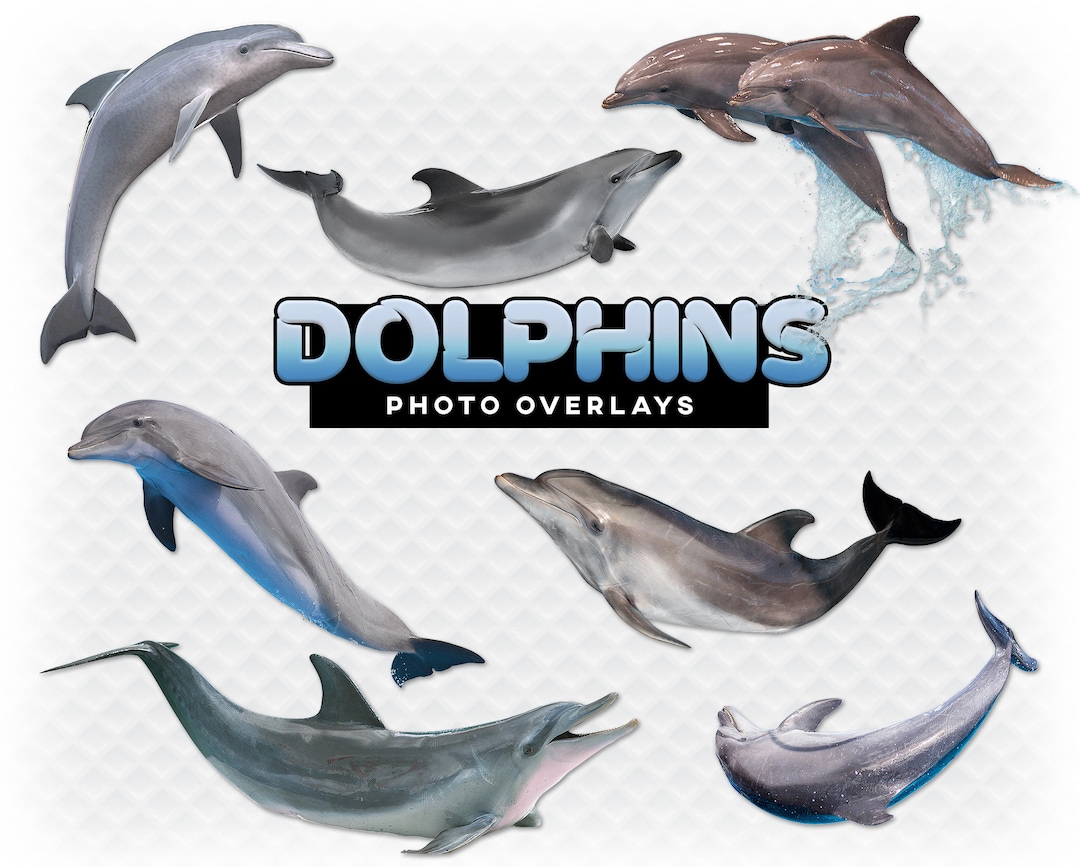 Dolphins Overlay Photoshop Overlays for Photoshop. Scrapbooking and ...