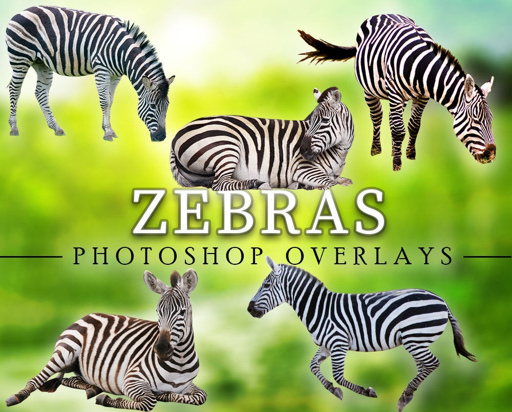 Zebras Overlay Photoshop Zebra Overlays for Photoshop. - Etsy Israel