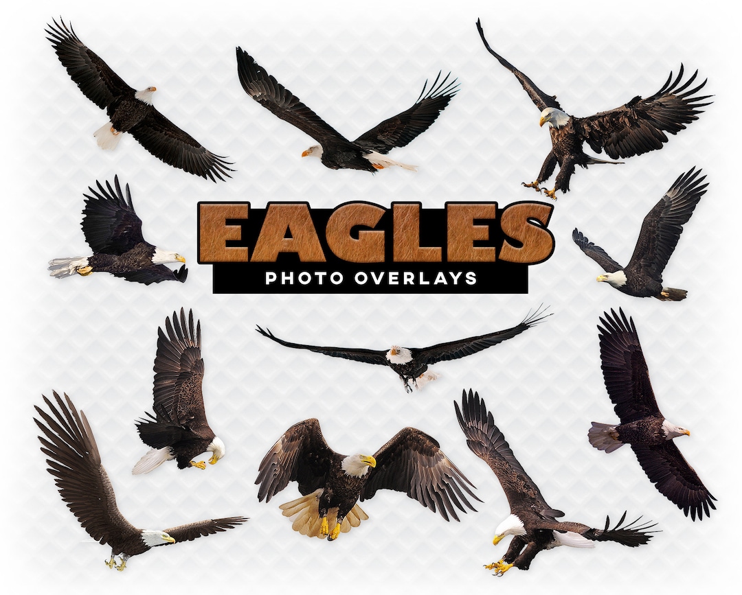 Flying Bald Eagles Photoshop Overlays for Photographers, Scrapbooking ...
