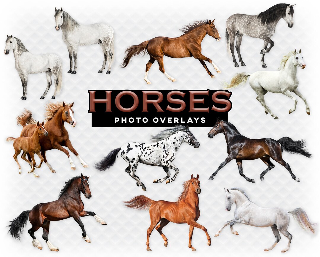 Horse Overlay Photoshop Overlays for Photoshop. Digital Scrapbooking ...
