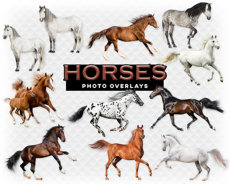 Horse Overlay Photoshop Overlays for Photoshop. Digital - Etsy