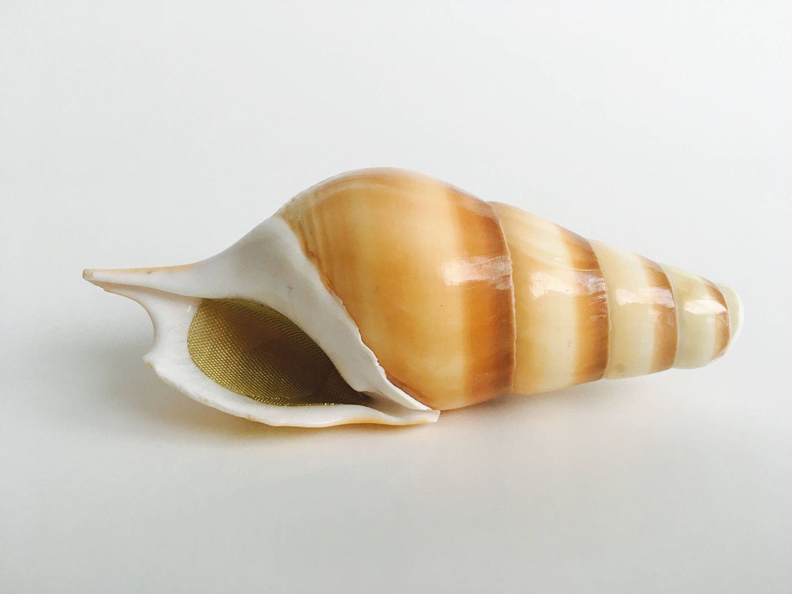 The Magic Conch Mini Size Caramel by Shellpipe free Pipe & Screens W ...