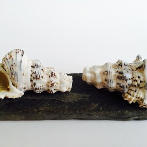 The Rockfish by Shellpipe free Pipes With Every Order Shell Pipe ...