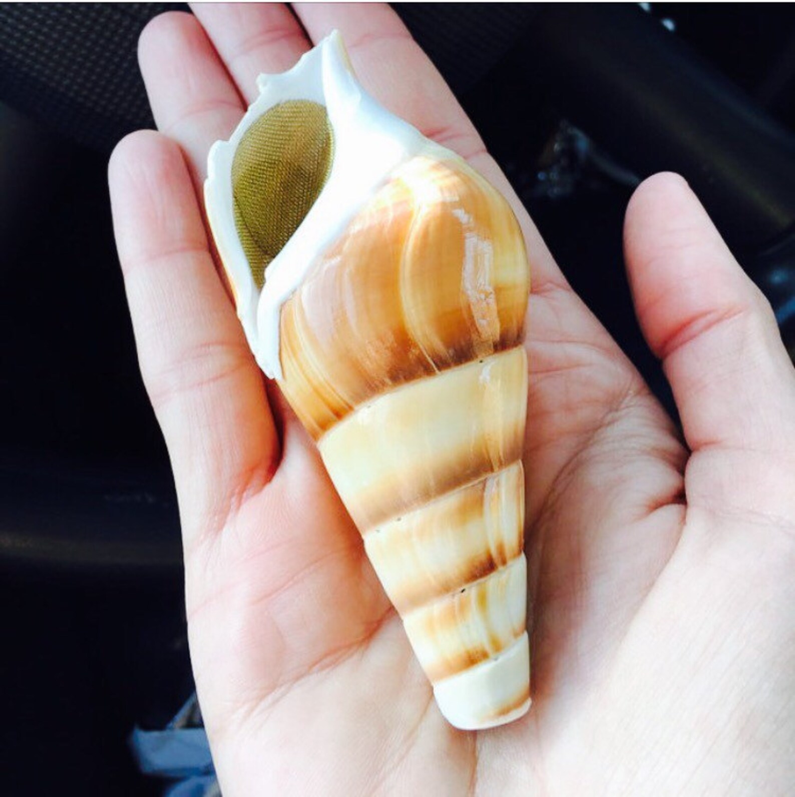 The Magic Conch Mini Size Caramel by Shellpipe free Pipe & Screens W ...