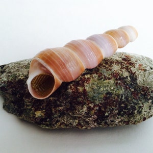 The Purple Nurple by Shellpipe free Pipes With Every Order Shell Pipe ...