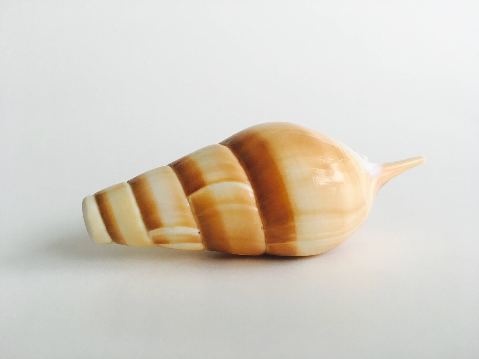 The Magic Conch Mini Size Caramel by Shellpipe free Pipe & Screens W ...