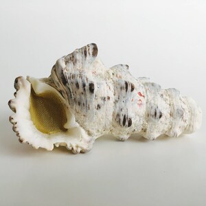 The Rockfish by Shellpipe free Pipes With Every Order Shell Pipe ...