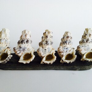 The Rockfish by Shellpipe free Pipes With Every Order Shell Pipe ...