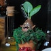 Mandrake Screaming Miniature Sculpture, Mandragora Herbology Figurine ...