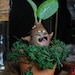 Mandrake Screaming Miniature Sculpture, Mandragora Herbology Figurine ...