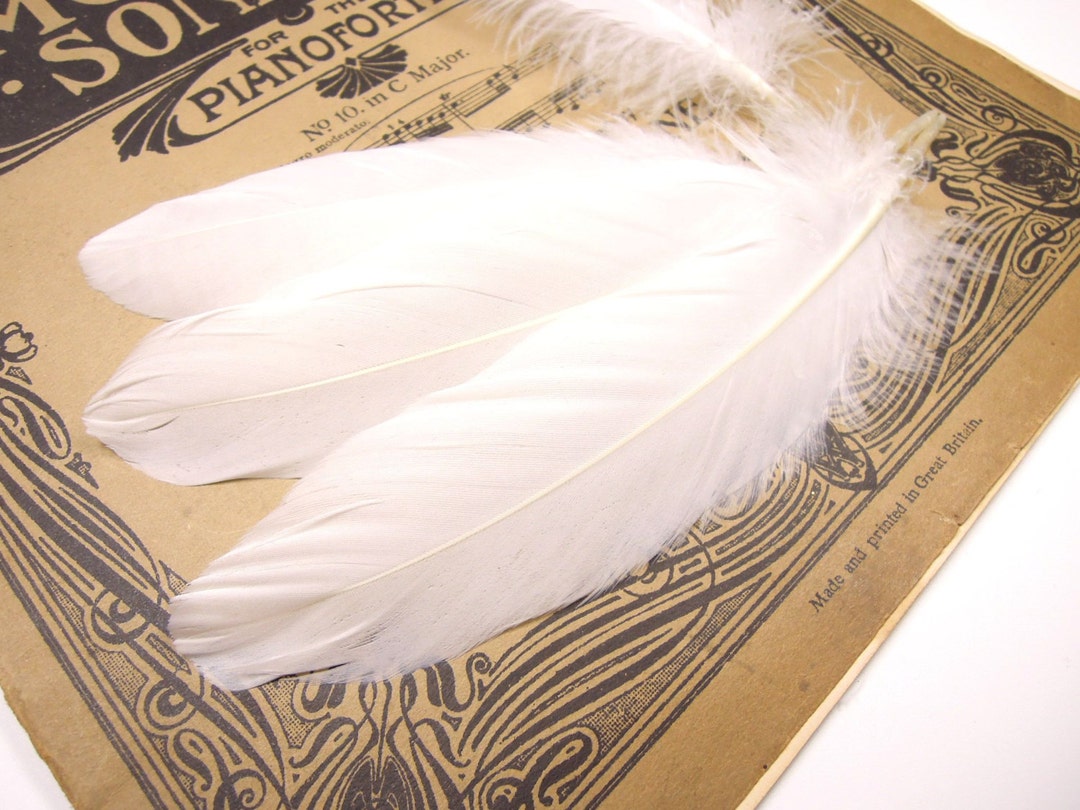 25 Natural White Feathers, Undyed Real Bird Feathers, Wedding Decor ...