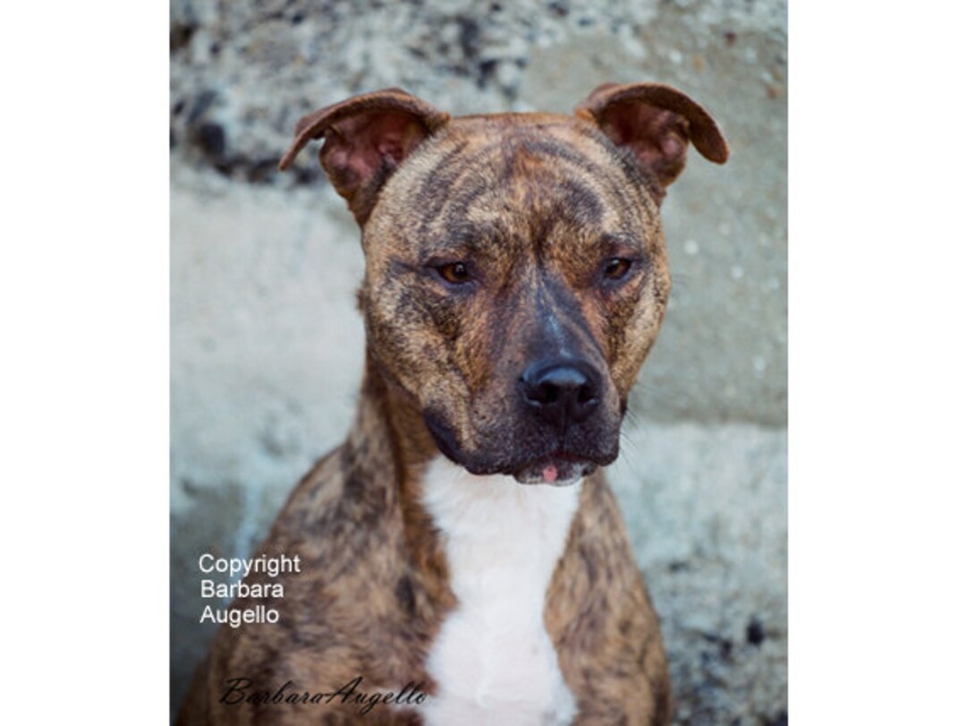 Pit Bull Flag, Pit Bull Gift - Etsy