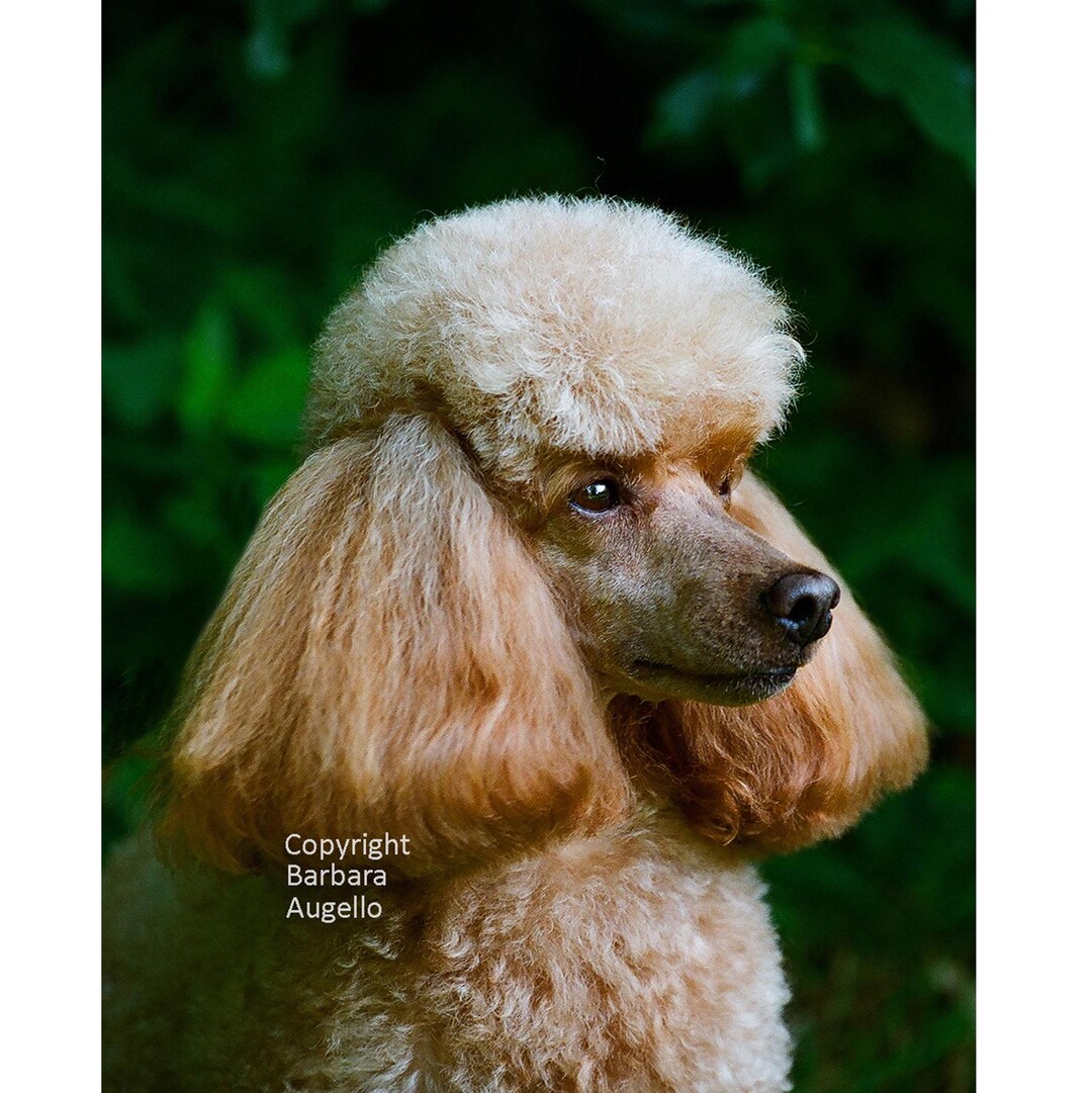 Poodle Flag: Garden Art 12"x18" & 28"x40", Apricot Poodle Lover Gift - Etsy