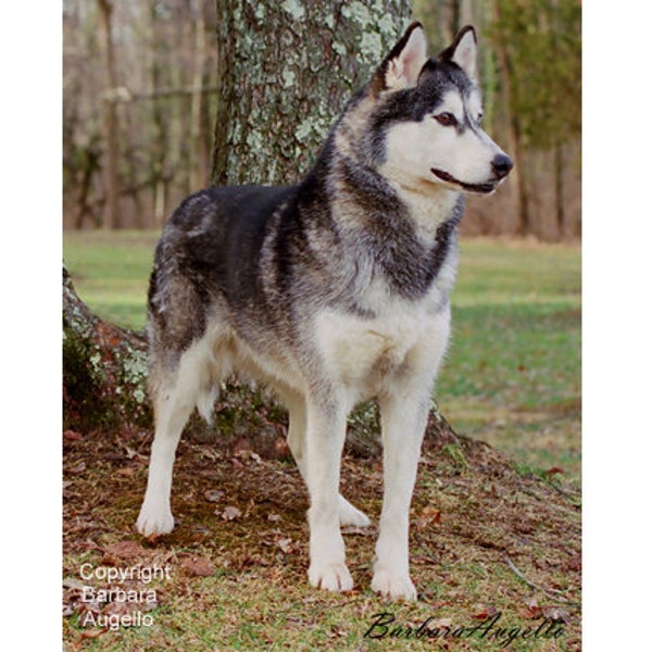 Siberian Husky Flag - Etsy