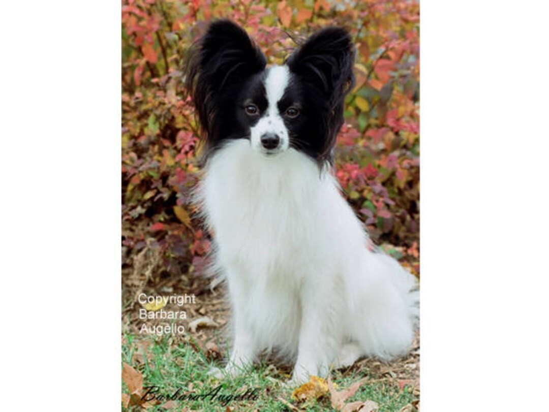 Papillon Dog Flag, Papillon Gift, Papillon Art, Papillon - Etsy