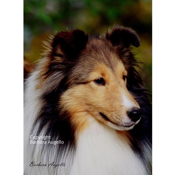 Sheltie Art - Etsy