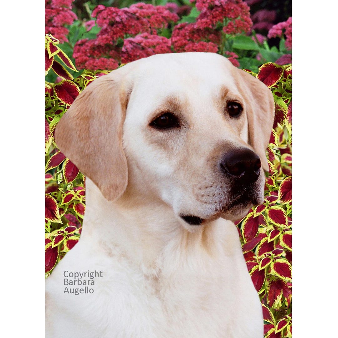 Yellow Lab Flag: Labrador Retriever Gift, Garden Art 12"x18" & 28"x40 ...