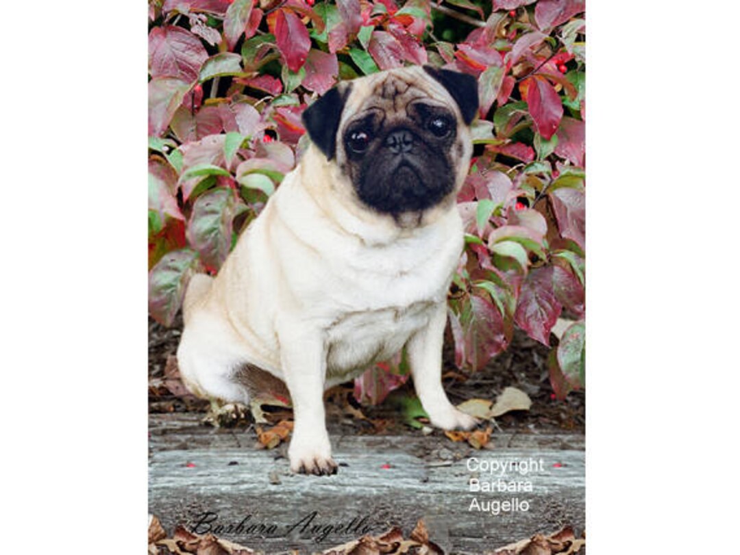 Pug Flag, Pug Gift, Pug Art, Pug - Etsy