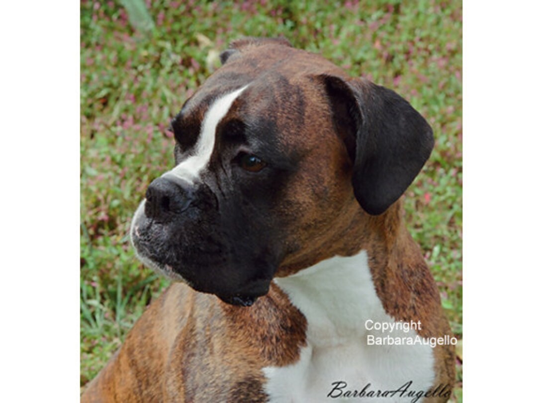 Boxer Dog Flag, Boxer Dog Gift, Boxer Dog Art, Brindle Boxer Flag - Etsy