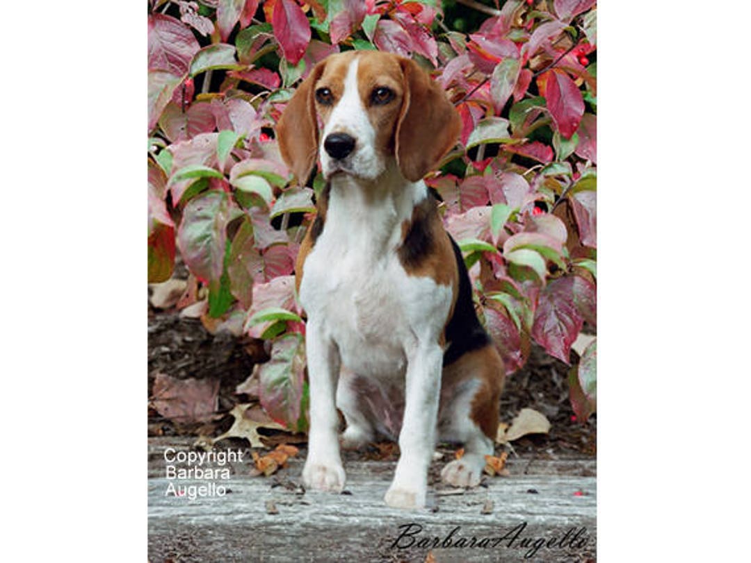 Beagle Flag, Beagle Gift, Beagle Art, Beagle - Etsy