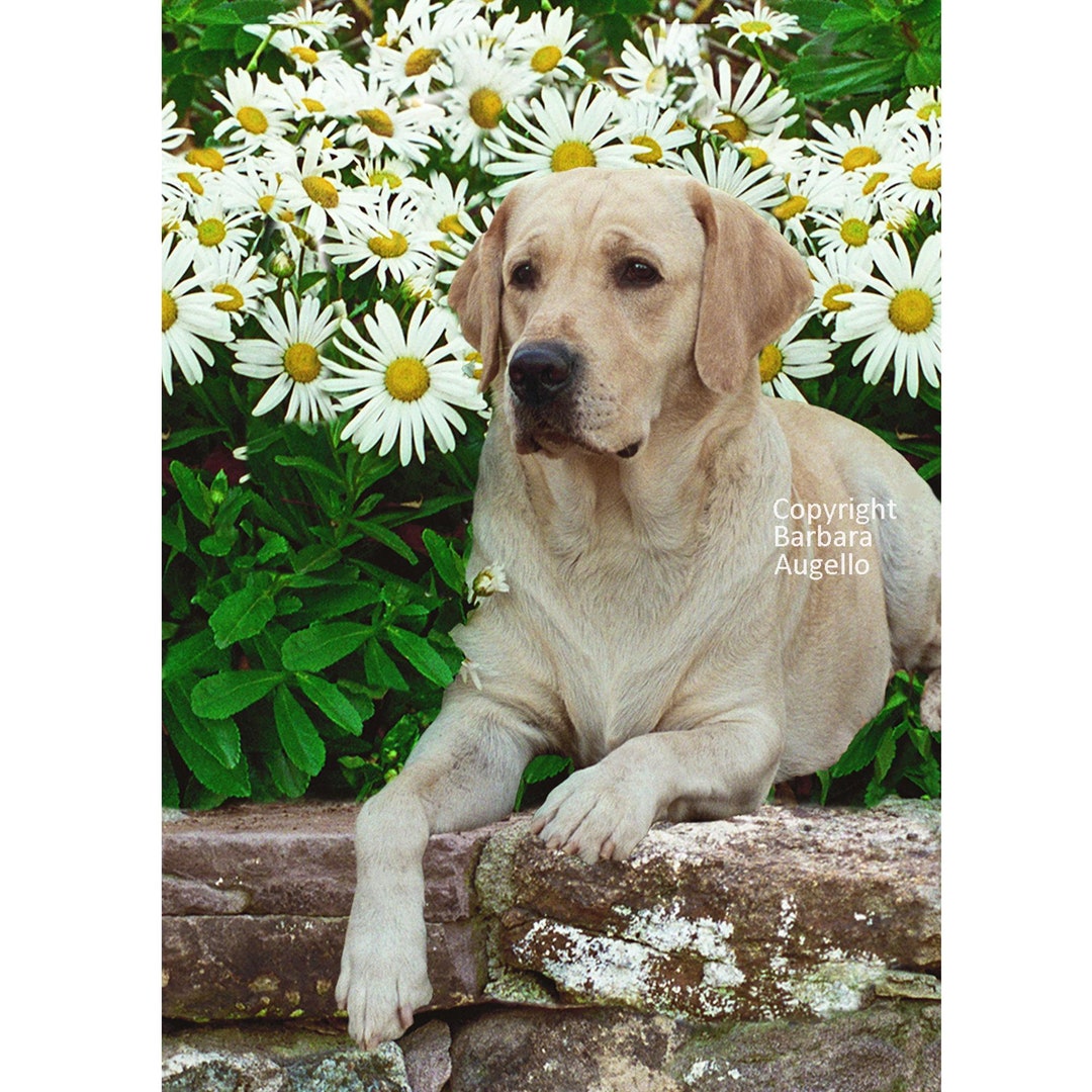 Yellow Lab Flag, Yellow Lab Gift, Yellow Lab Art - Etsy