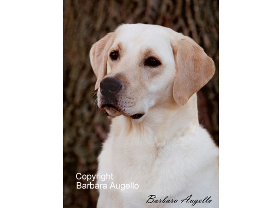 Yellow Lab Flag Yellow Lab Gift Yellow Lab Art Yellow - Etsy