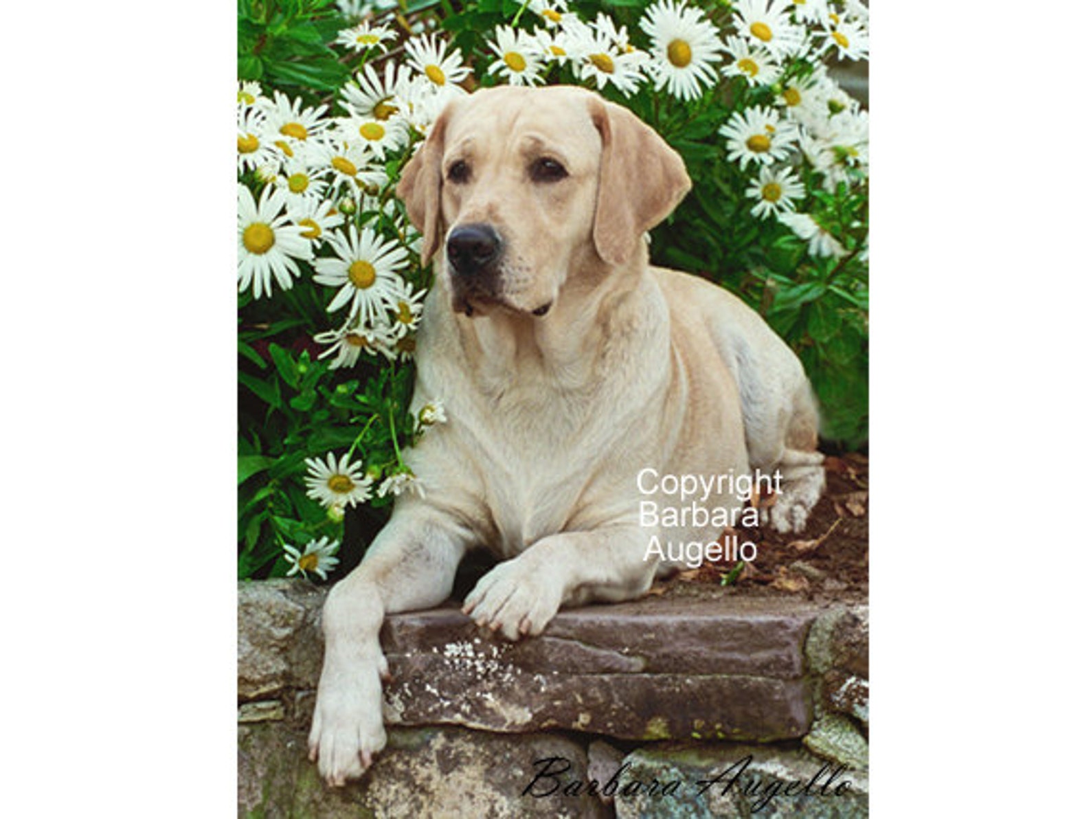 Yellow Lab Flag, Yellow Lab Gift, Yellow Lab Art - Etsy